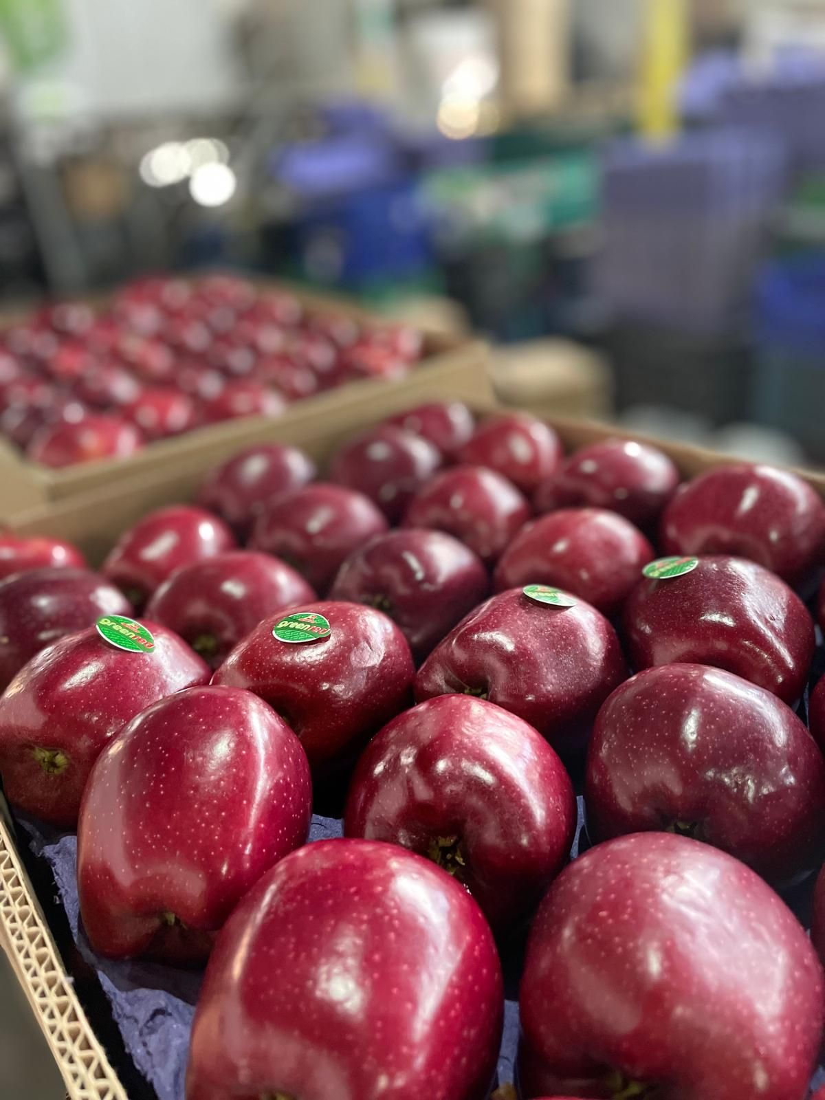 Buy Red Delicious Apple from Froots trading, Republic of Türkiye ...