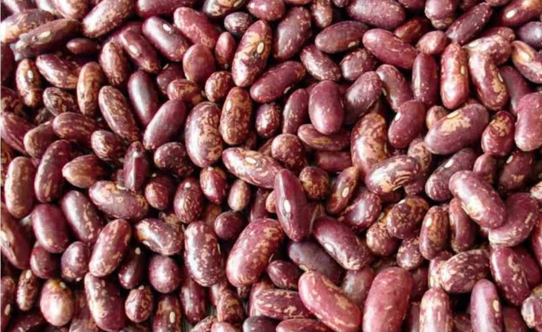Buy Red Spiked Kidney Beans from Bera Import & Export PLC, Ethiopia ...