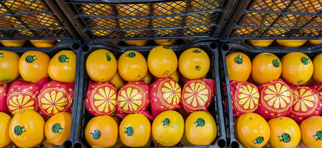 Buy Fresh Orange from Greenpointcompany, Egypt | Tradewheel.com