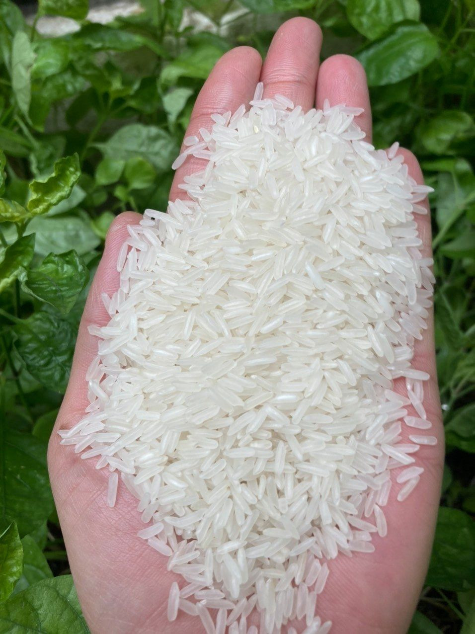 Buy Riz Au Parfume Jasmine / Perfume Jasmine Rice New Crop 2021 For ...