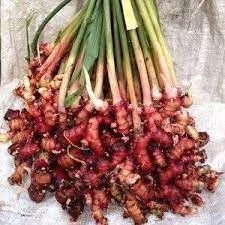 Buy Organic Red Ginger from Central Rhema Anugerah, Indonesia ...