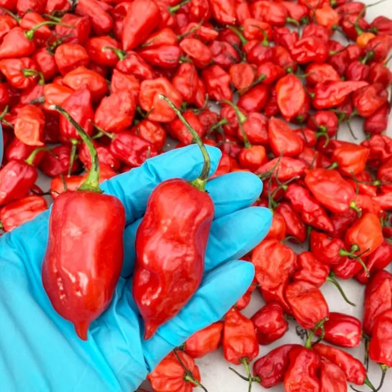 Buy Komodo Dragon Chilli – Ultra Hot & Flavorful from AGRO GROUP ...