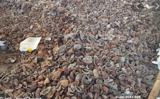 Buy Black Copra from Pt. Mejez Centenial Cemerlang, Indonesia ...