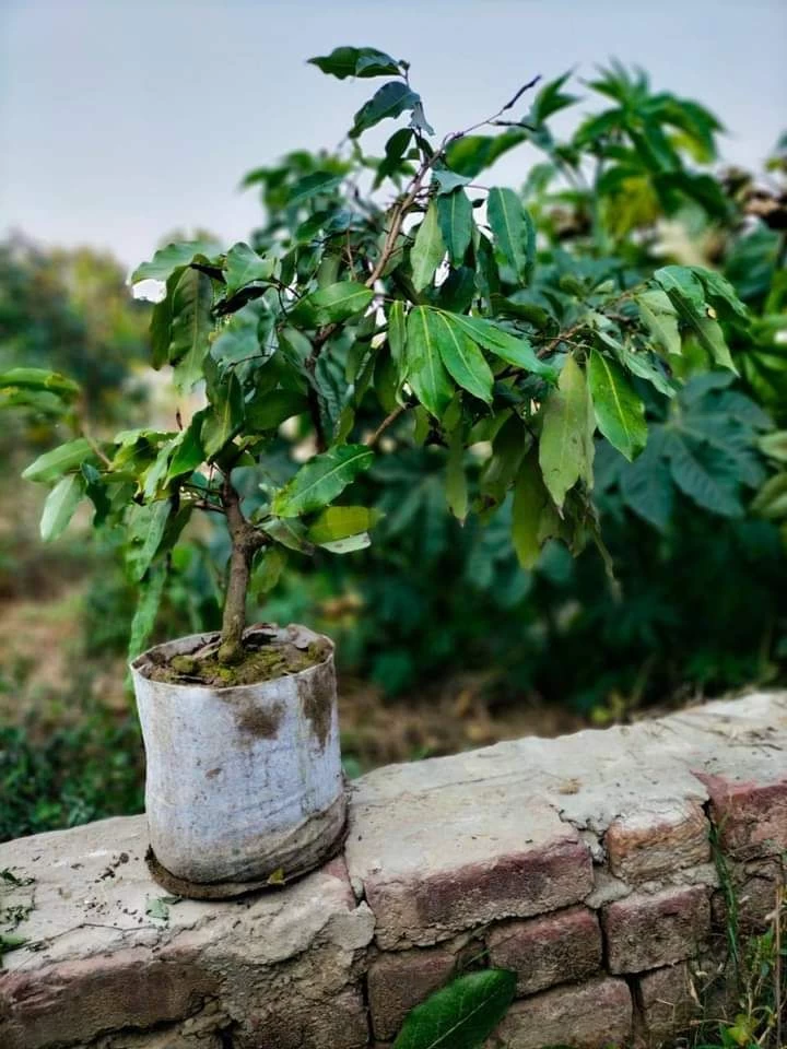 Buy Litchi/ Lychee Plants from Abdul Rahman Plants House, Pakistan ...
