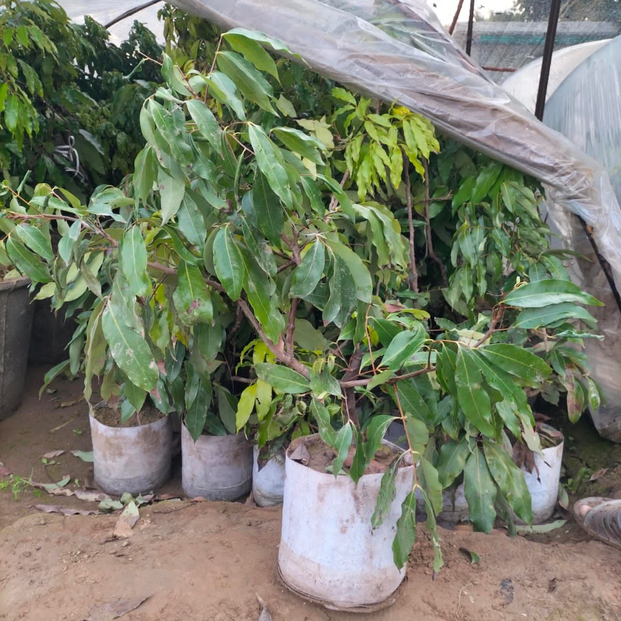 Buy Litchi/ Lychee Plants from Abdul Rahman Plants House, Pakistan ...