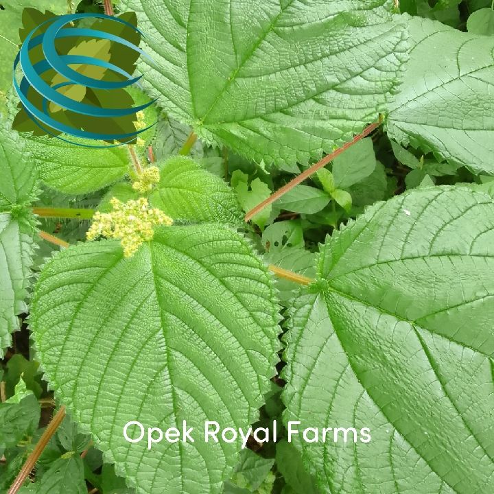 Buy Bokoboko, Naturally Traditional Leaf, Food Supplement from Opek ...