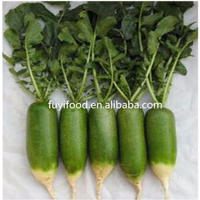 Buy Big Size Green Radish/vegetable China Radish/white Radish from ...