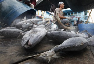 Buy 24 Months Shelf Life Frozen Round Scad Fish In Bulk Packaging from ...