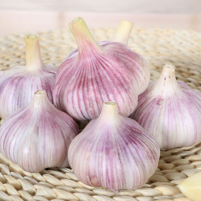Buy Fresh Garlic Purple Garlic Packing For Mesh Bag Or Carton Kenya ...