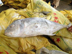 Buy Frozen Trevally Fish Whole Seafood from Fuzhou Woos International ...