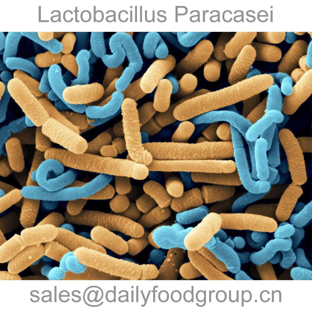 Buy Lactobacillus Paracasei Of Probiotics Used As Starter Culture And ...