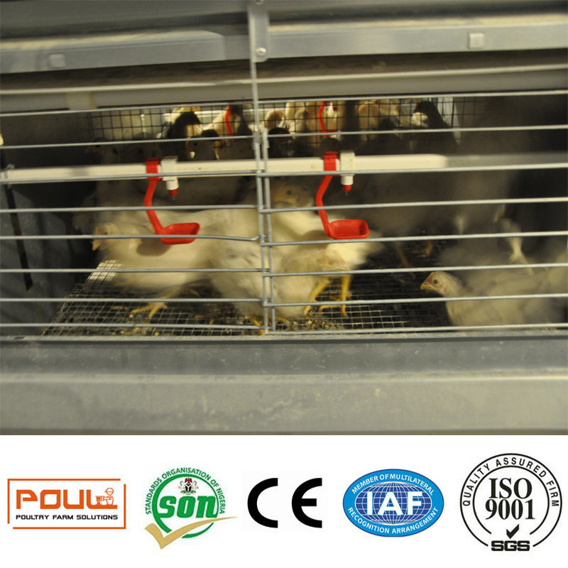 Buy Large Scale Poultry Farm Automatic Equipment 50000 Chickens House ...