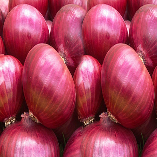 Buy Usa Onions Fresh - Farm Fresh Onions Red - Fresh Red Onions ...