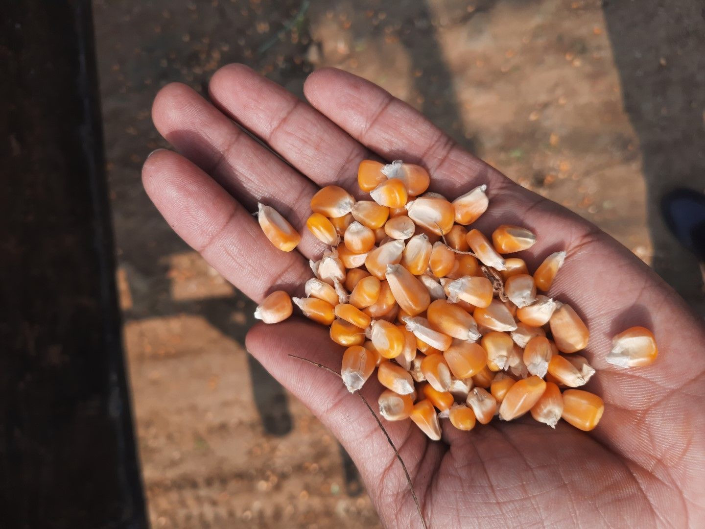 Buy Indian Yellow Maize from UTKRST OVERSEAS, India | Tradewheel.com