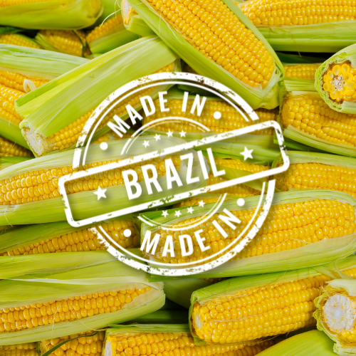 Buy Corn (brazil) from Via Grande Trading LLC, United Arab Emirates ...