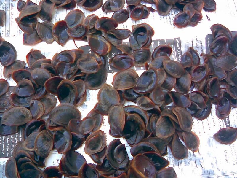 Buy Seashell Operculum Murex For Sale from Deepakyadavtrading, Tanzania ...