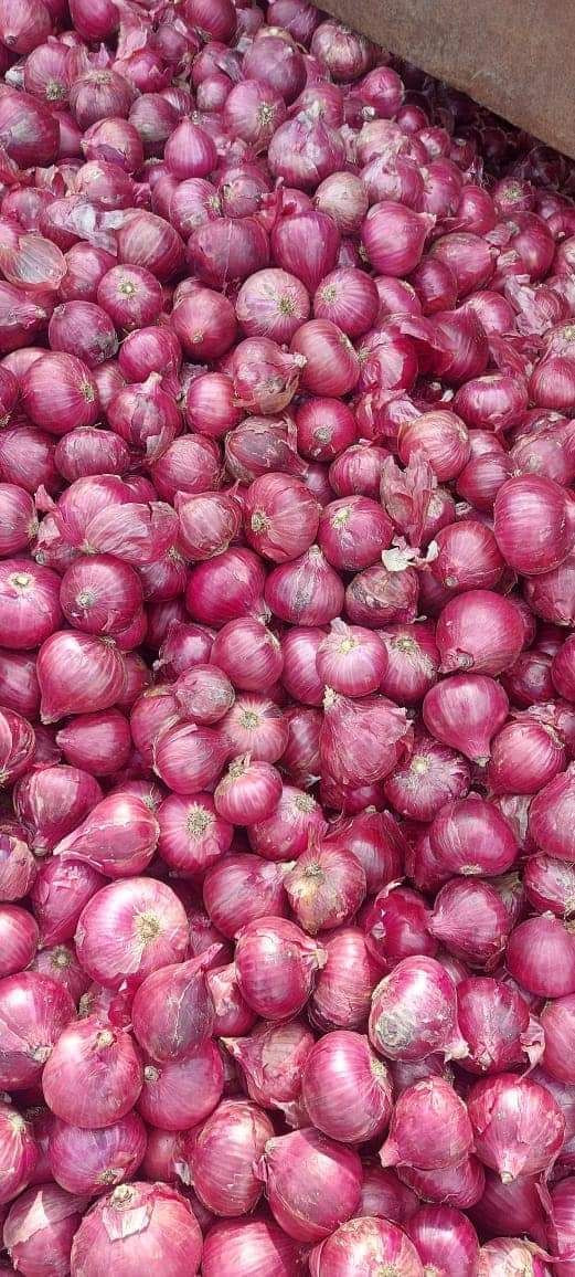 Buy Fresh Red Onion from Seven Sigma International, India | Tradewheel.com