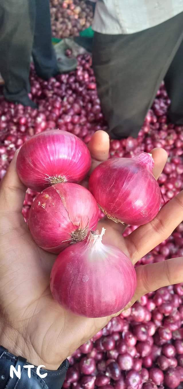 Buy Fresh Red Onion from Seven Sigma International, India | Tradewheel.com