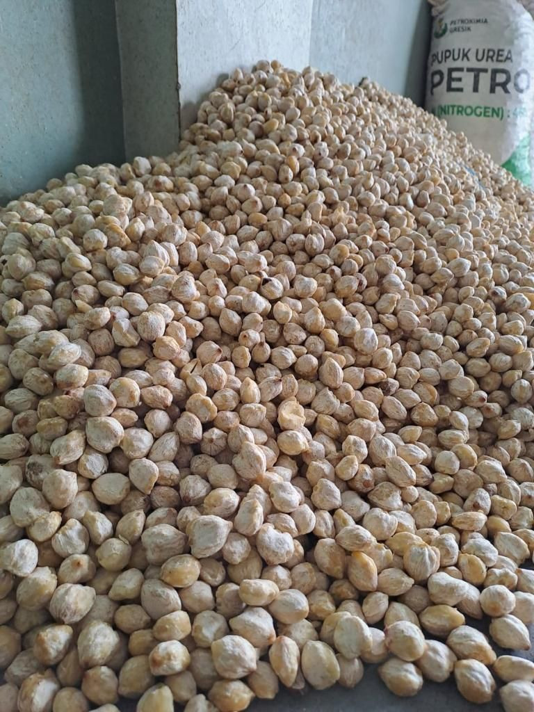 Buy Candle Nut from PT Shandi Sukses Abadi, Indonesia | Tradewheel.com