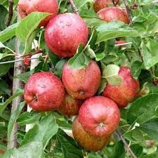 Buy Apple For Sale from AFRICA ASPIDUS COMMODITY TRADERS, South Africa ...