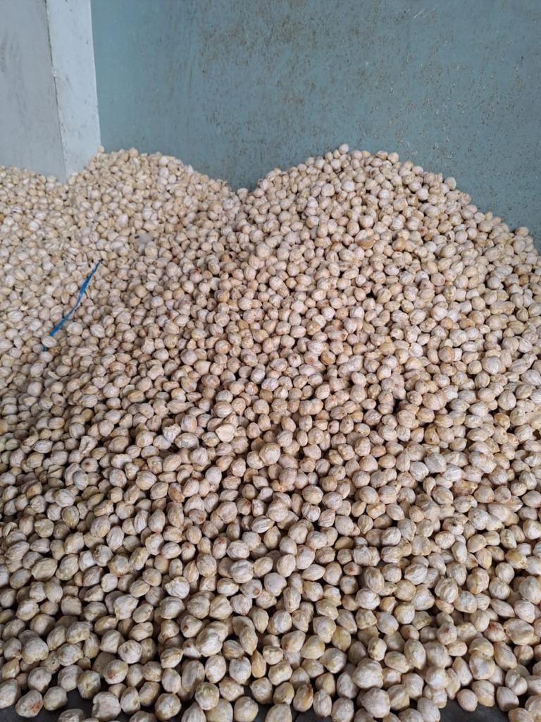 Buy Candle Nut from PT Shandi Sukses Abadi, Indonesia | Tradewheel.com