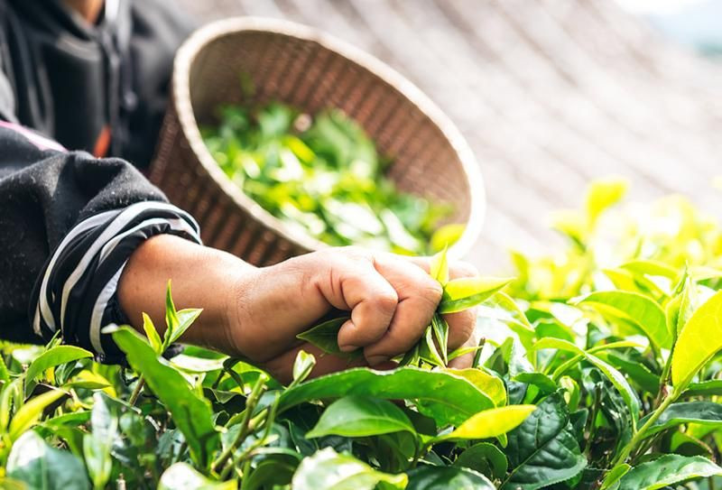 Buy Premium Loose Leaf Black Tea – Rich Aroma & Full-bodied Flavor from ...
