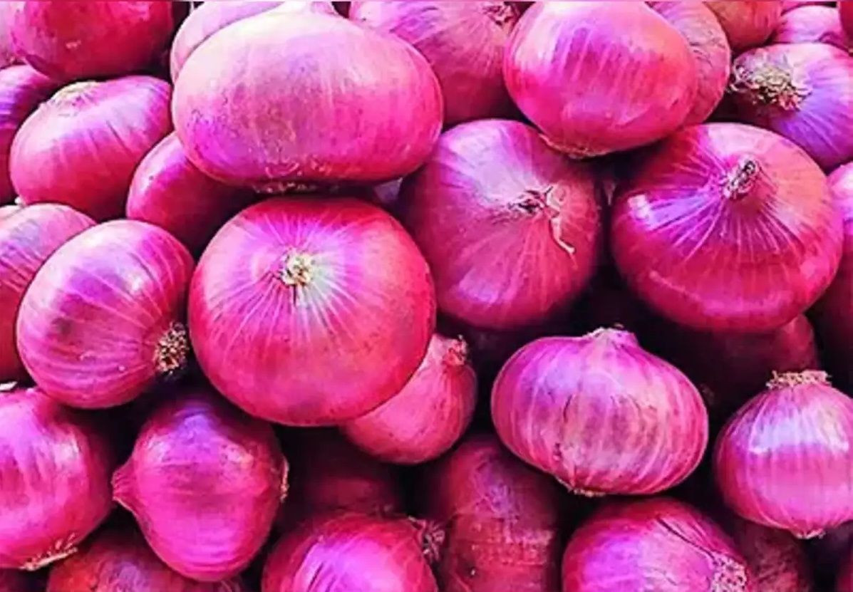 Buy Onion from Urmaan Exports, India | Tradewheel.com