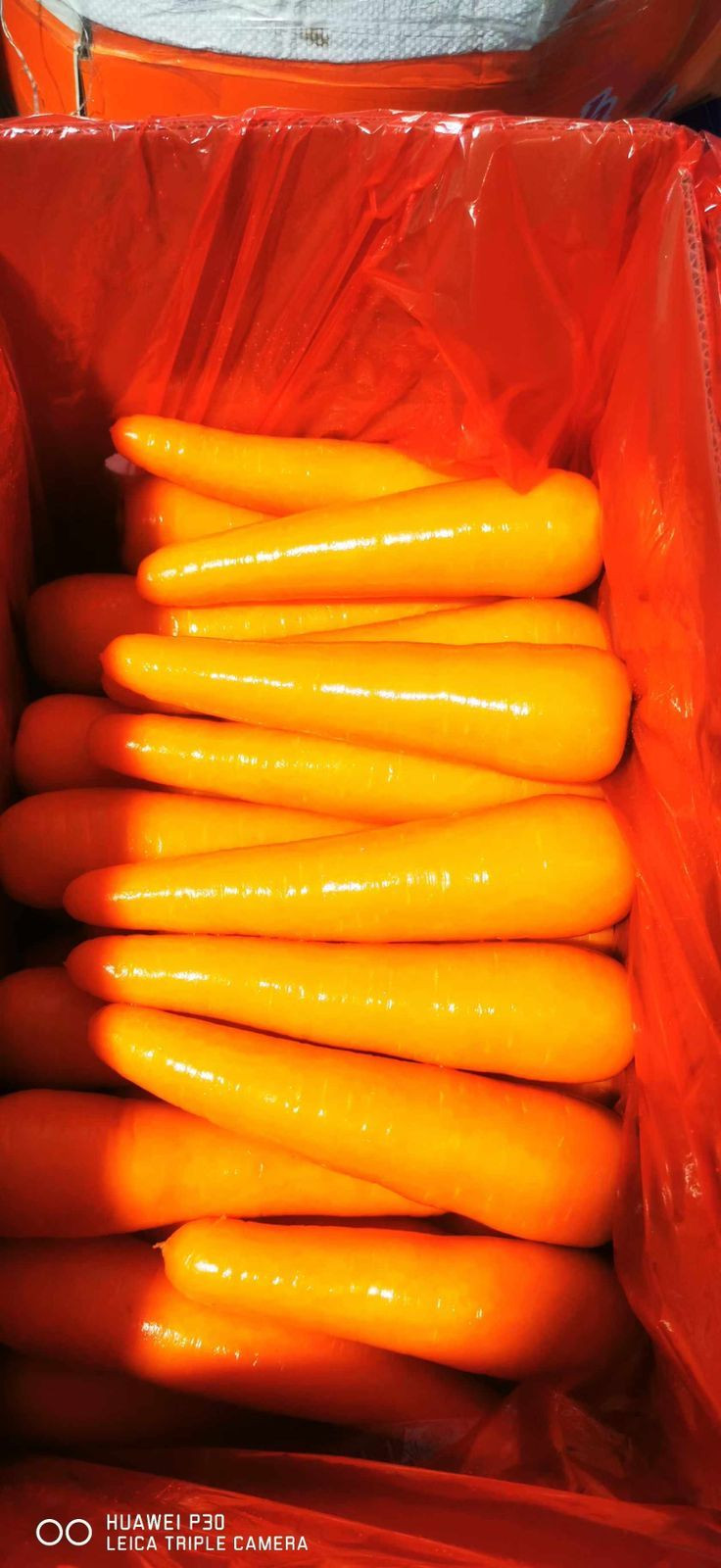 Buy Fresh Carrots from Classic Enterprises, Pakistan | Tradewheel.com