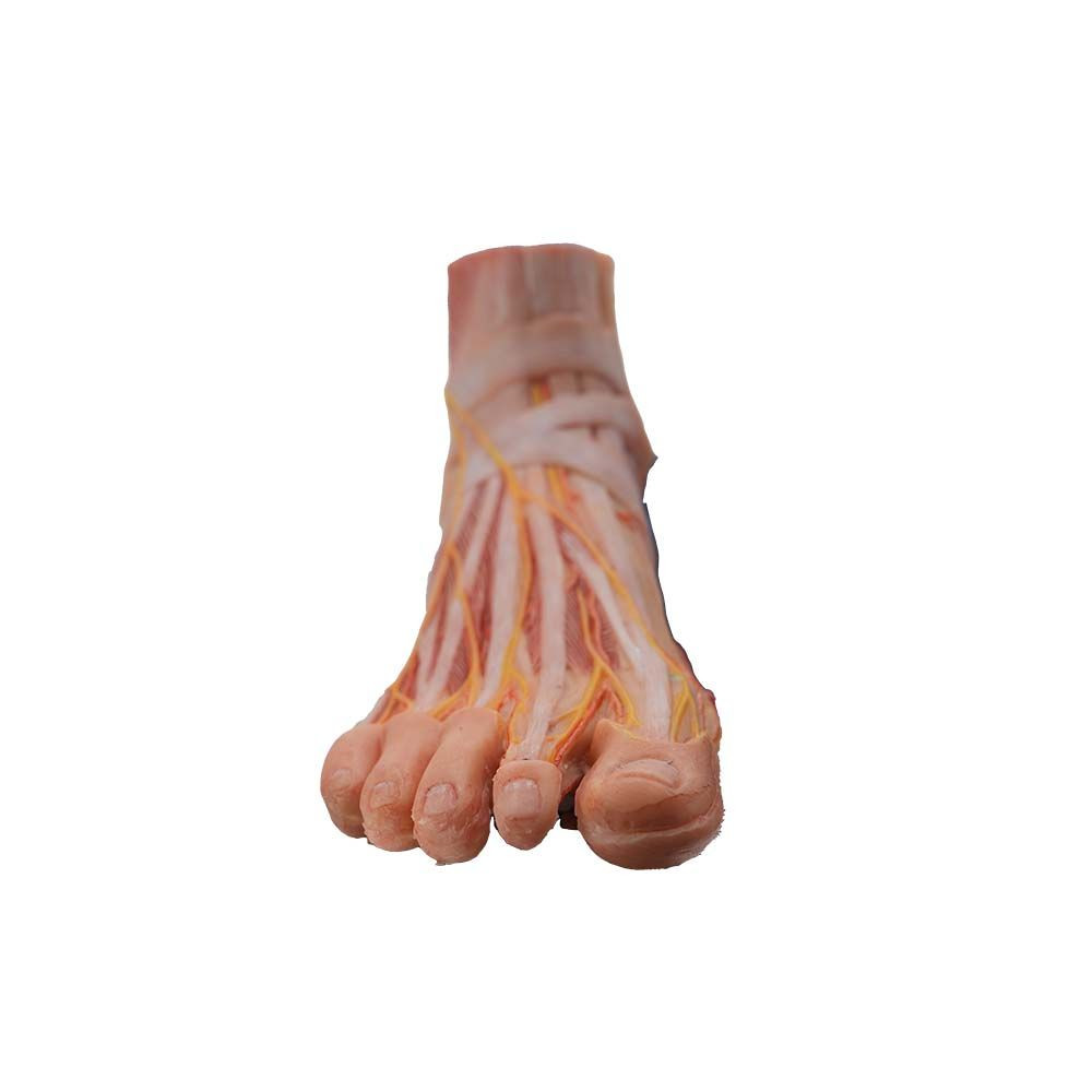 Buy Soft Simulated Silicone Foot Anatomy Model from Zhengzhou Meiwo ...