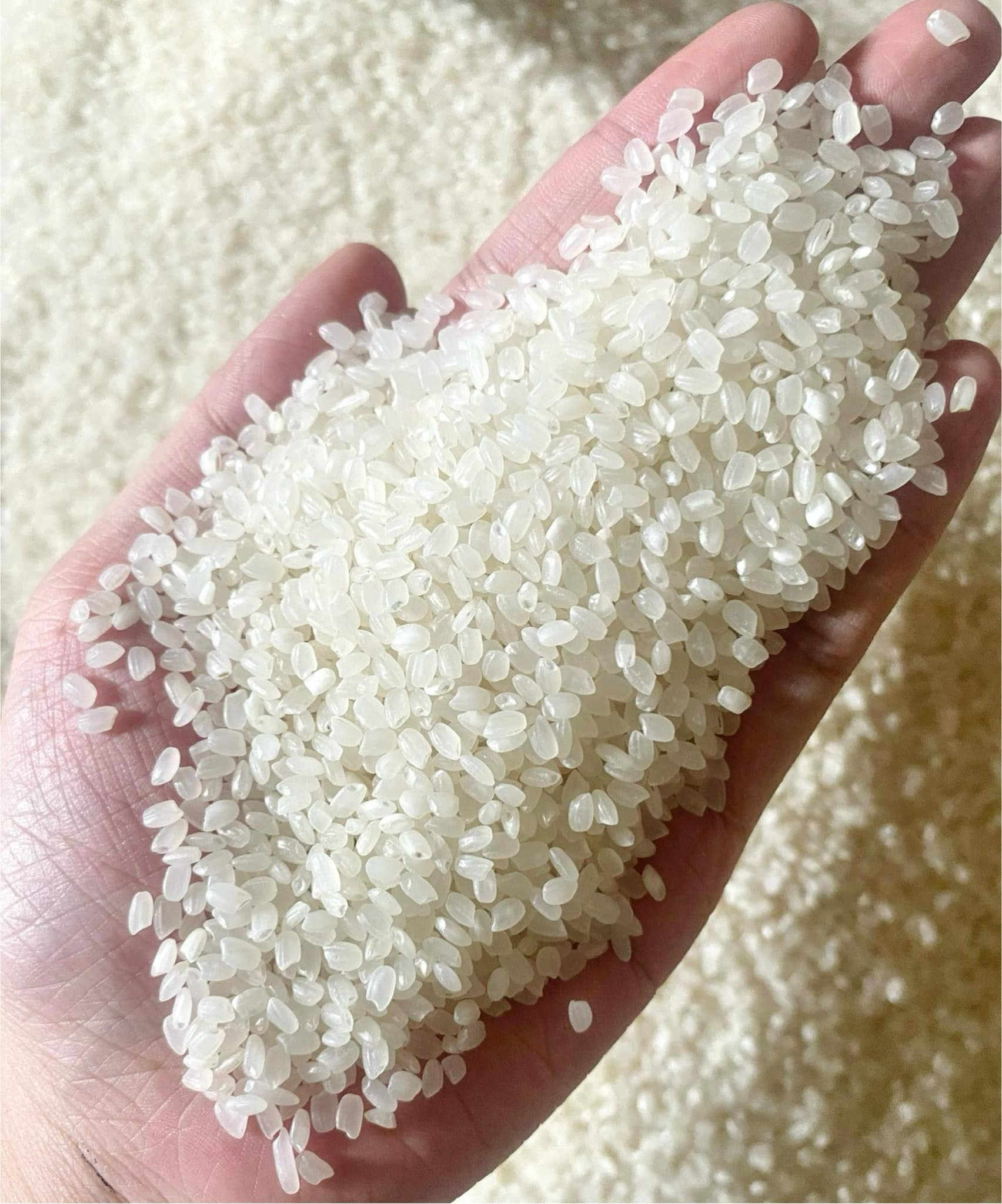 Buy 1kg/5kg/25kg Packing Japonica Rice Medium Rice From Vietnam from ...