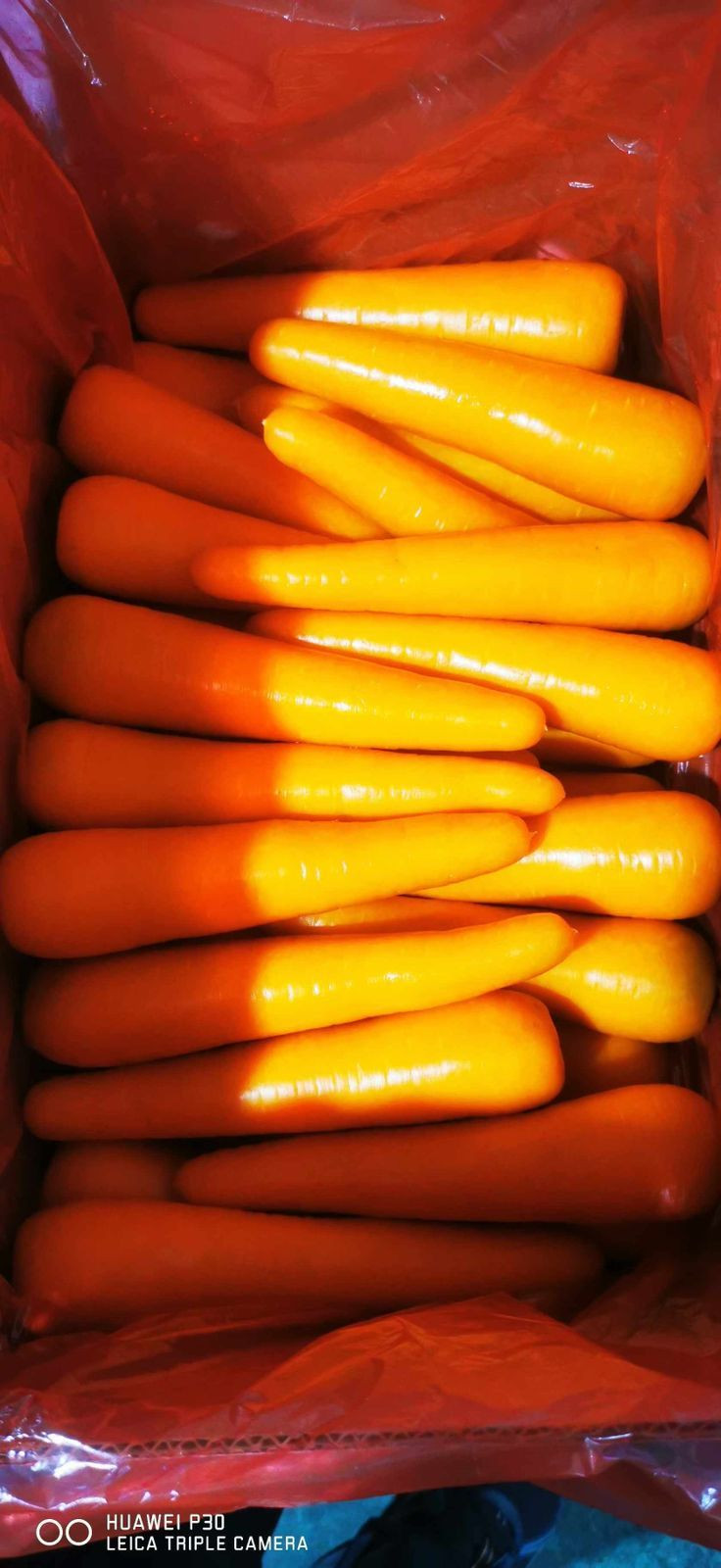 Buy Fresh Carrots from Classic Enterprises, Pakistan | Tradewheel.com