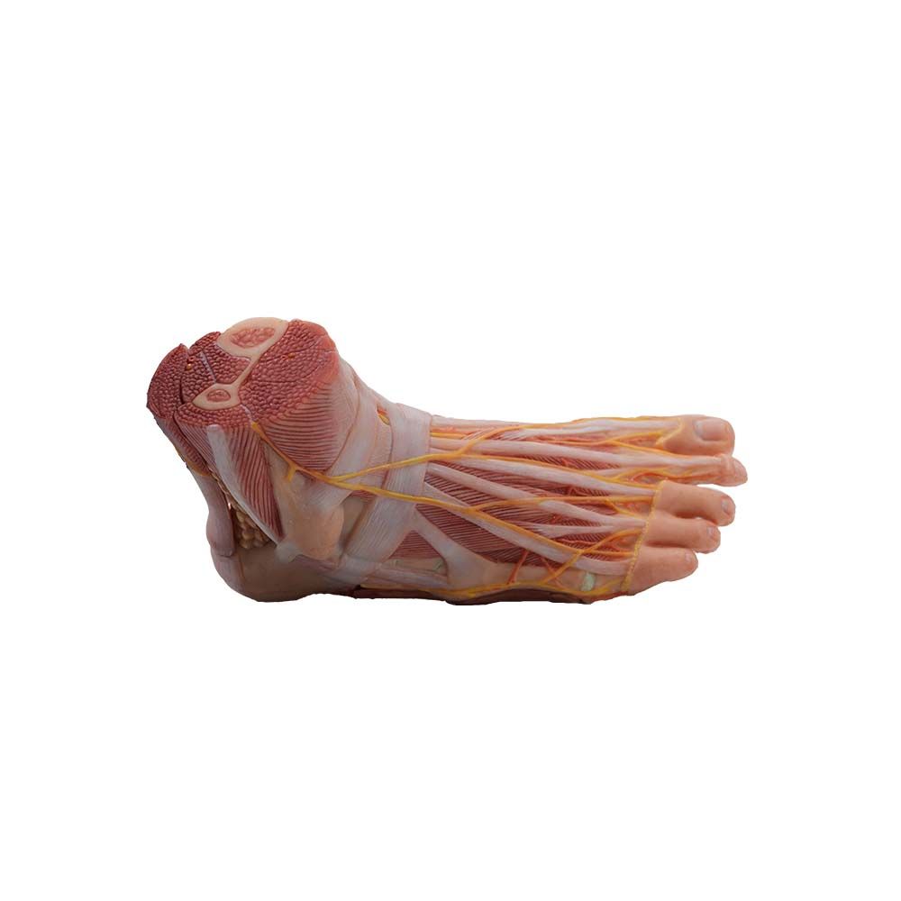 Buy Soft Simulated Silicone Foot Anatomy Model from Zhengzhou Meiwo ...