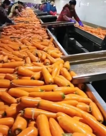 Buy Fresh Carrots from Classic Enterprises, Pakistan | Tradewheel.com