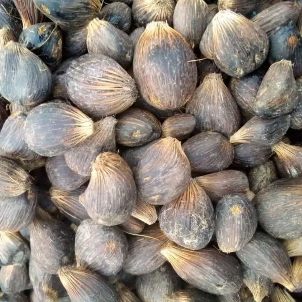 Buy Palm Kernel Nut from FB ZACHRIS VENTURES LIMITED, Nigeria ...