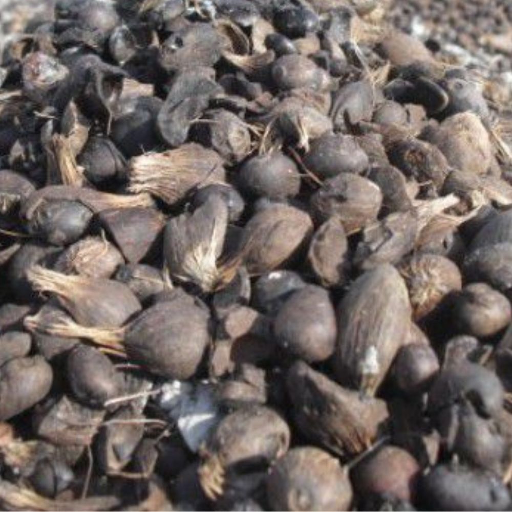 Buy Palm Kernel Nut from FB ZACHRIS VENTURES LIMITED, Nigeria ...