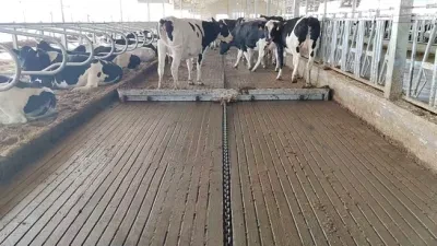 Buy Automatic Corrosion Resistant Cattle Dairy Farm Cow Manure Scraper ...