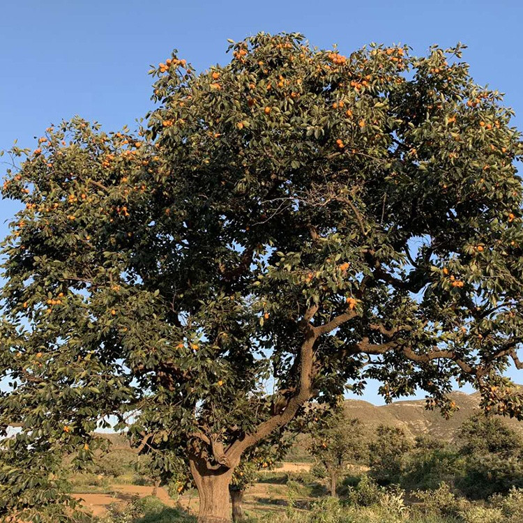 Buy Factory Wholesale Frozen Fruit Persimmons Pulp Sweet Freeze ...