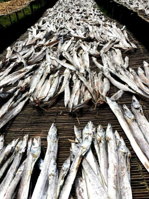 Buy Dry Ribbon Fish from Al Shah Zain Traders, Pakistan | Tradewheel.com