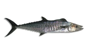 Buy Spanish Mackerel from NAVAL TREASURE GROUP, Malaysia | Tradewheel.com