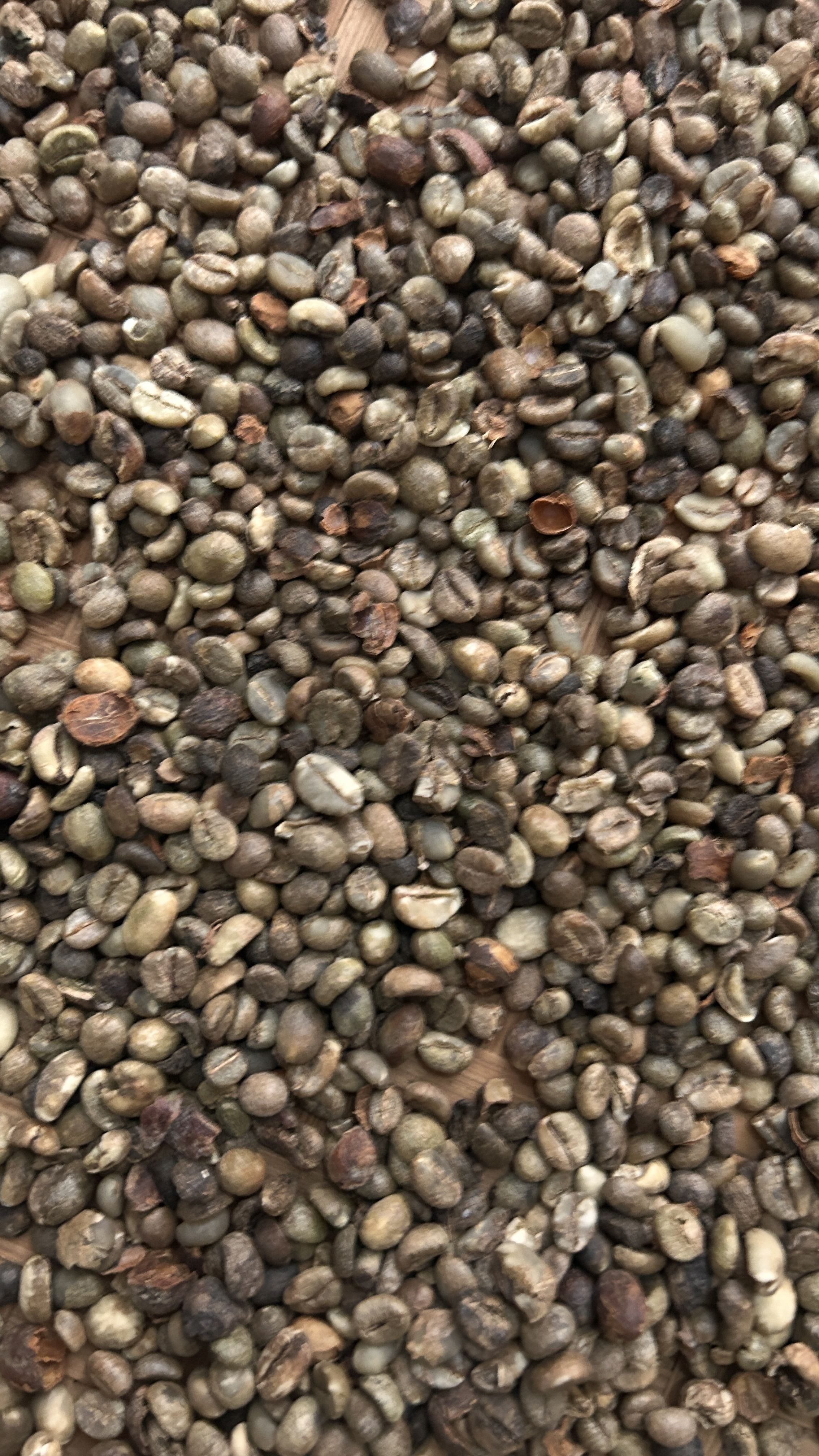 Buy Robusta Coffee Beans from CV PETALIANZ, Indonesia | Tradewheel.com