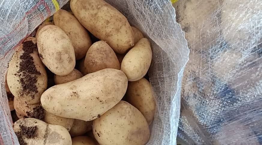 Buy Potatoes Sponta, Grade A from Greenpoint Import & Export, Egypt ...