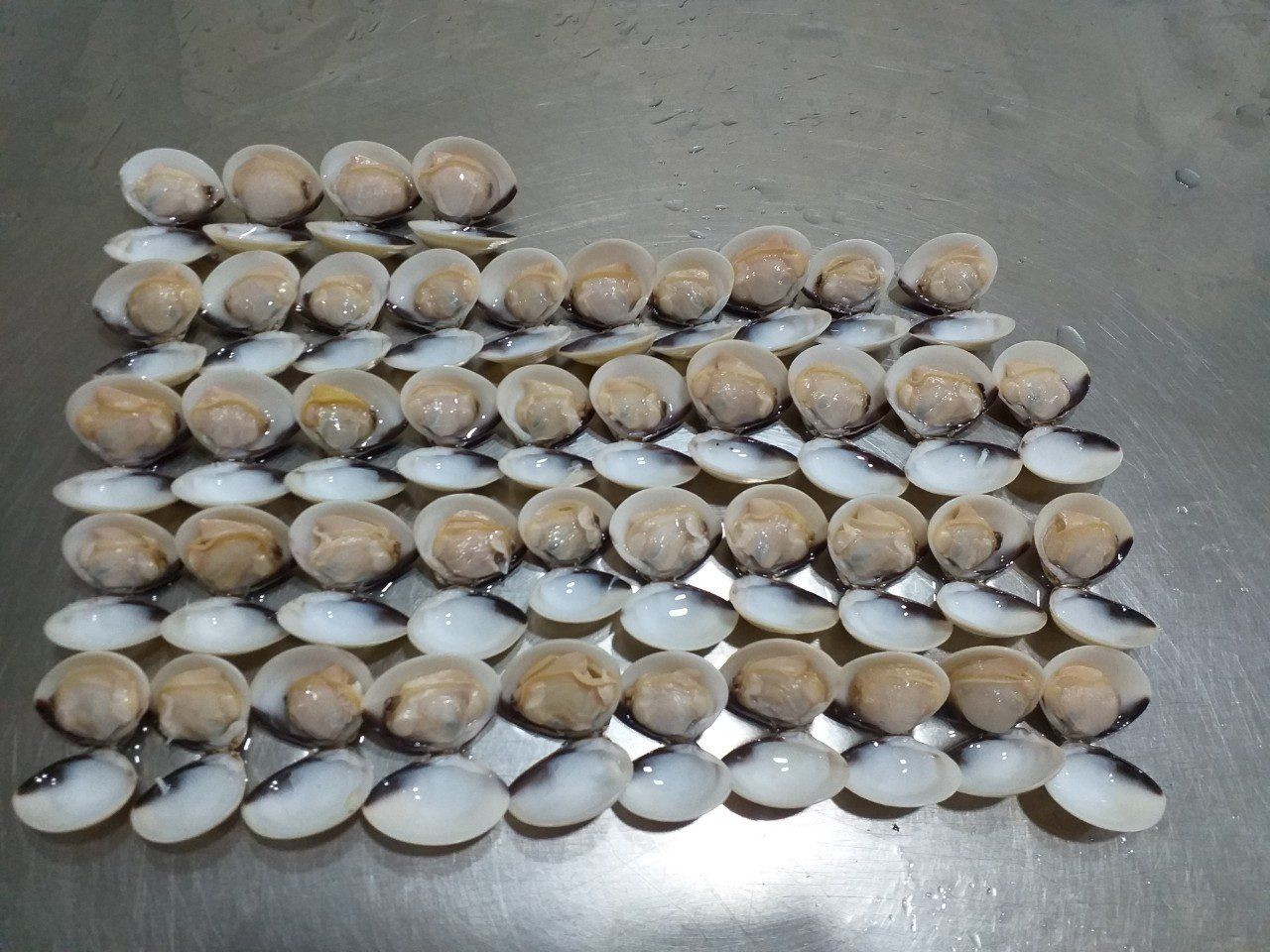 Buy Frozen Cooked White Clam Whole Shell from Ben Tre Seafood Joint ...