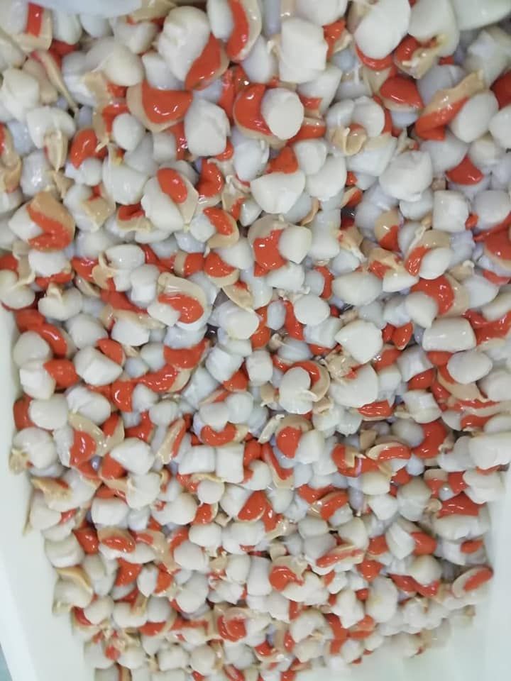 Buy Concha De Abanico Scallops-vieiras-fan- Shell- With ( Argopecten ...