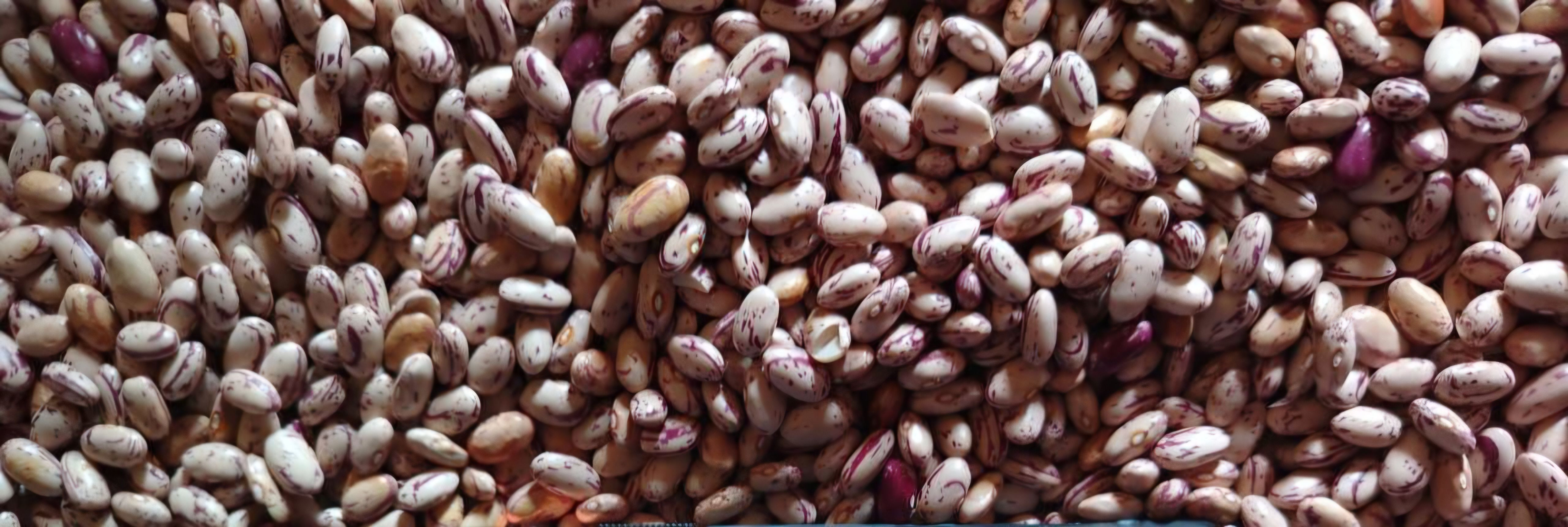 Buy Red Speckled Sugar Beans from Weis Boerdery, South Africa ...