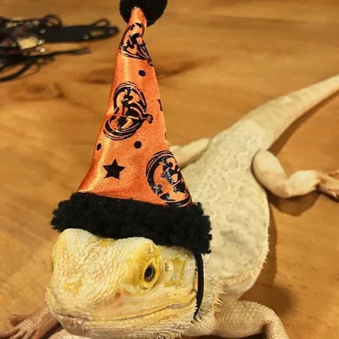 Buy Halloween Cosplay Pet Cape Lizard Costume Small Pet Costumes For ...