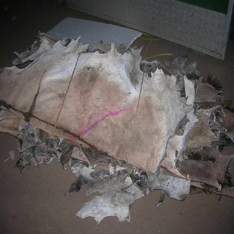 Buy Wet Salted Cow Head Skin_raw Salted Cow Hide Skin from Veruver GmbH ...