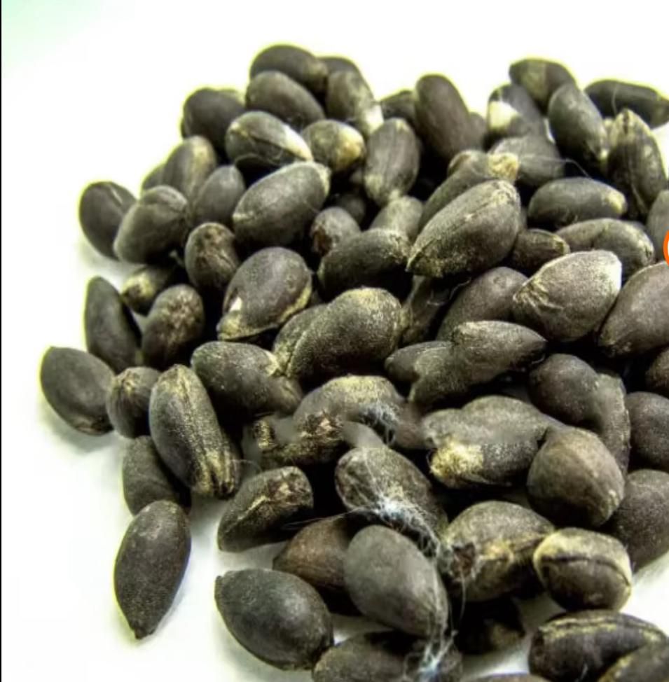Buy Cotton Seeds At Wholesale & Retails Dried Cotton Seeds from Perfect ...