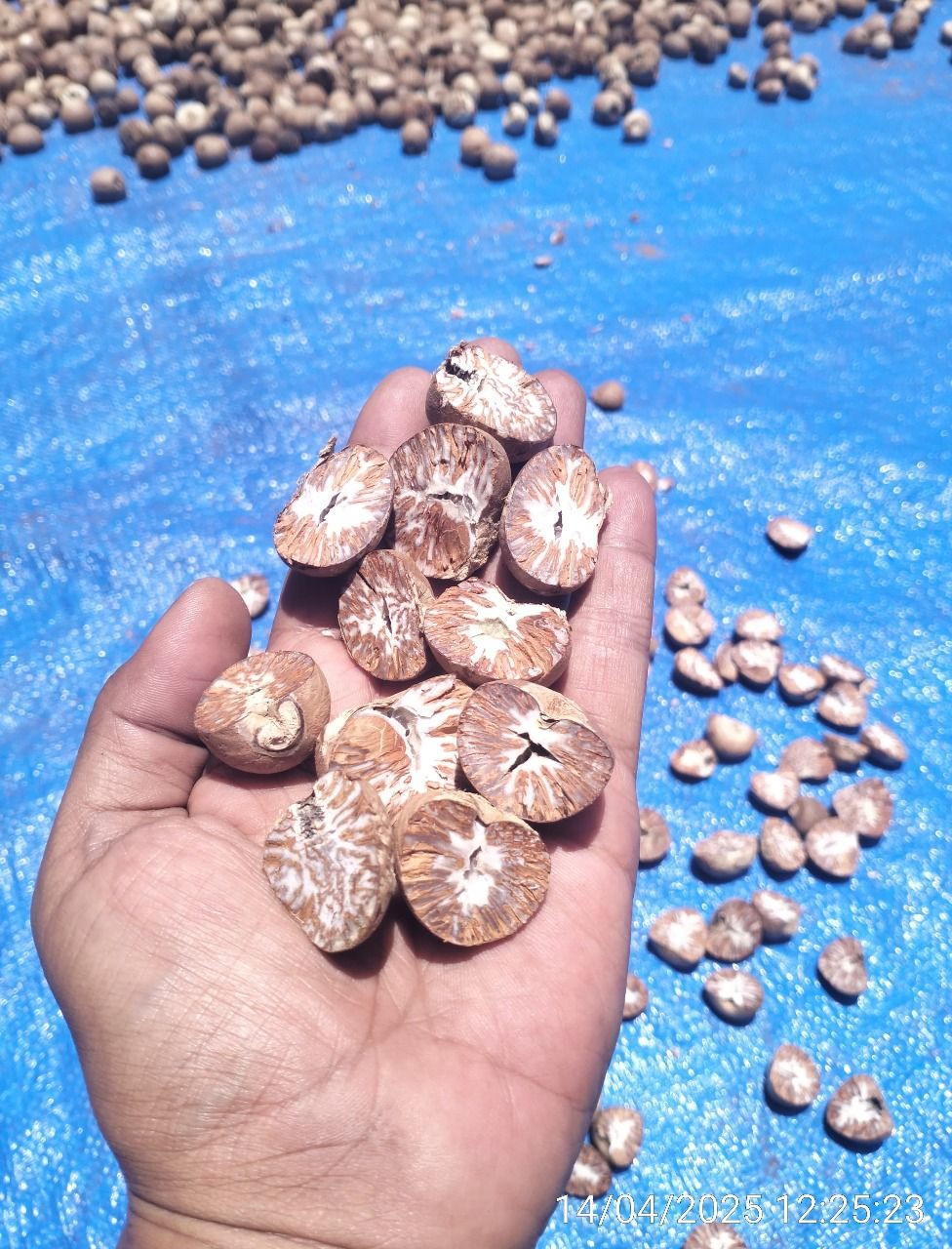Buy Bettle Nuts from PT Nusa Perkasa Ekspor, Indonesia | Tradewheel.com