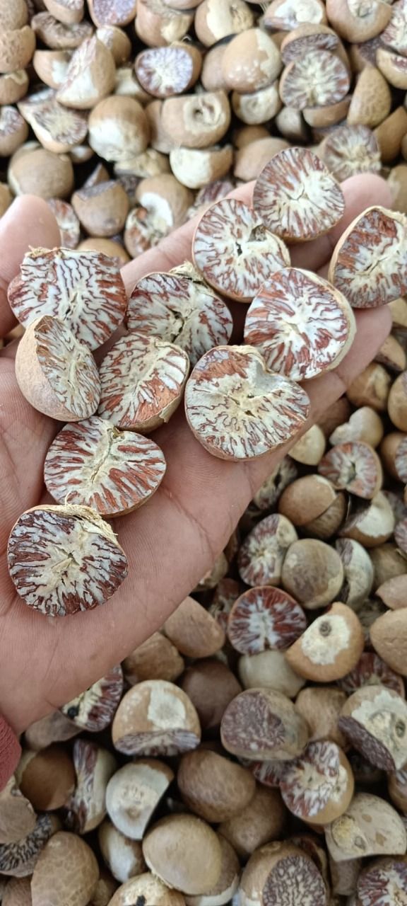 Buy Bettle Nuts from PT Nusa Perkasa Ekspor, Indonesia | Tradewheel.com