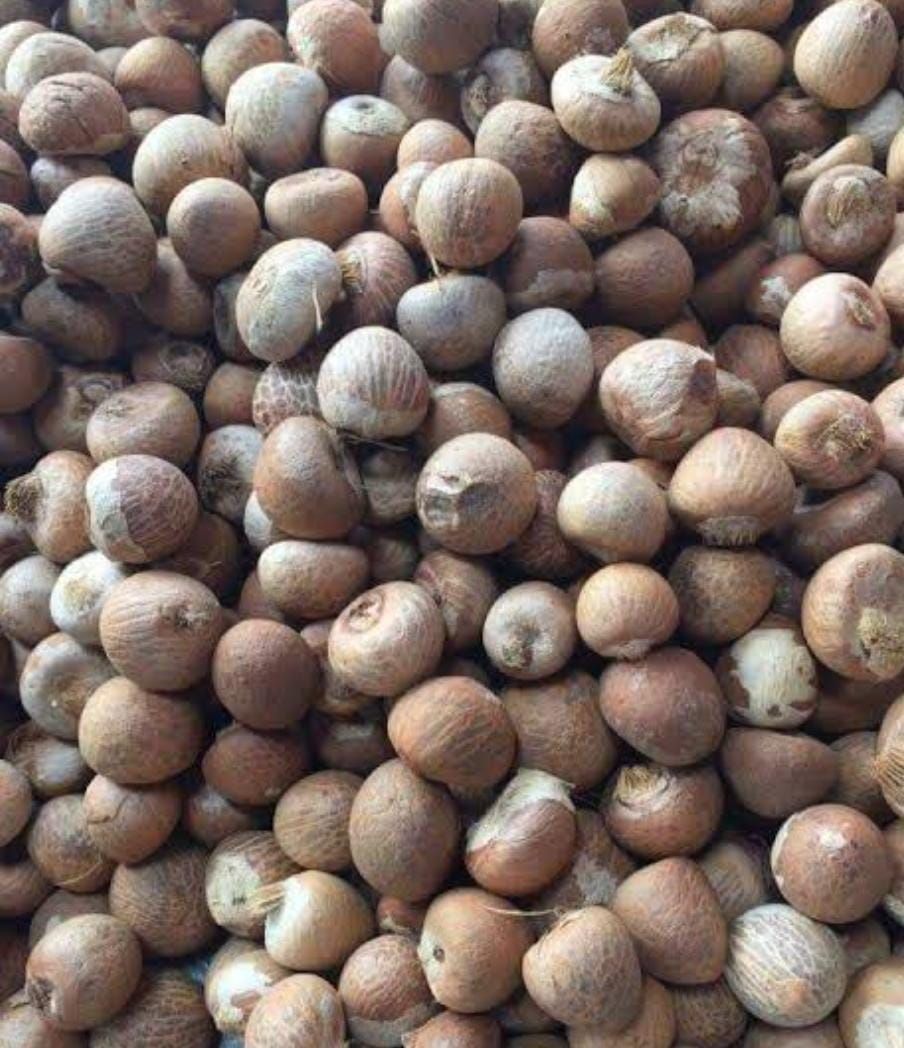 Buy Bettle Nuts from PT Nusa Perkasa Ekspor, Indonesia | Tradewheel.com